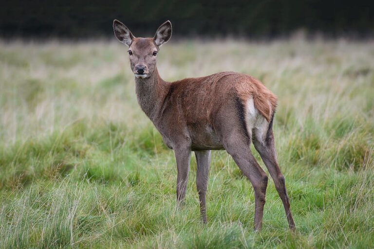 What Is a Male Deer Called? (All 6 Names Explained)