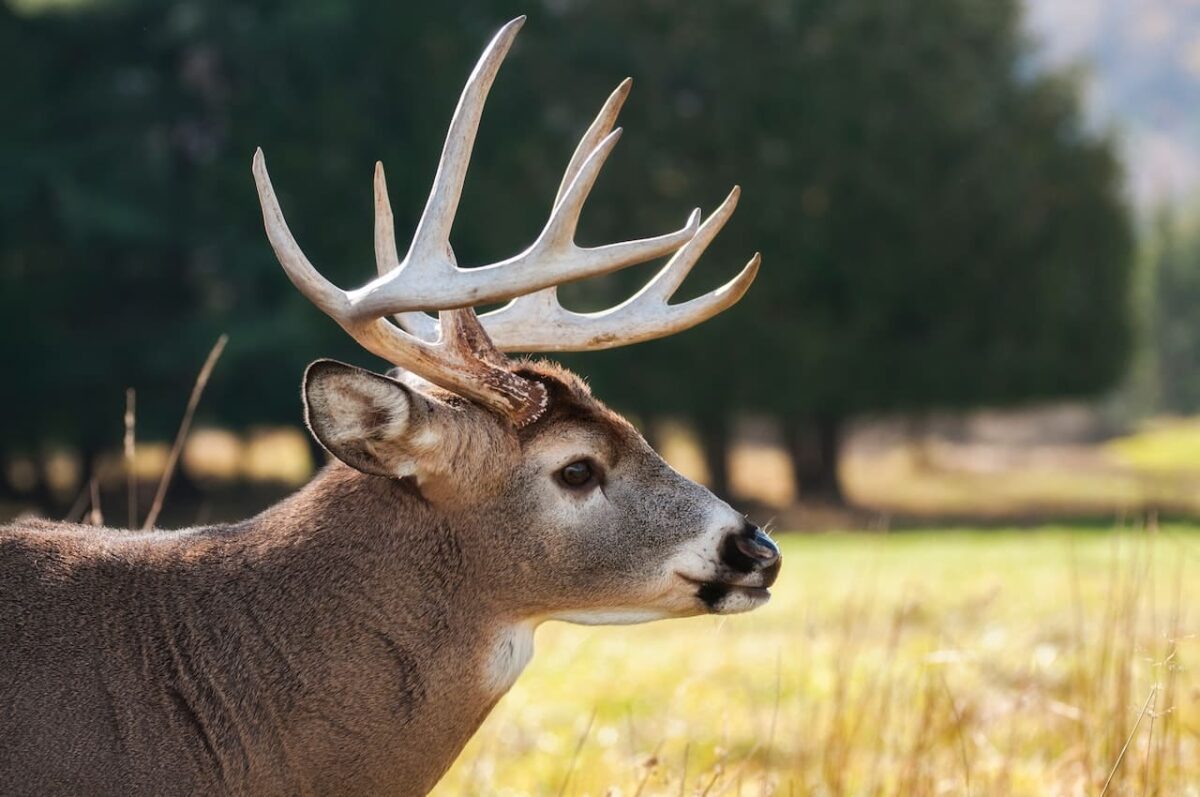 What Is a Male Deer Called? (All 6 Names Explained)
