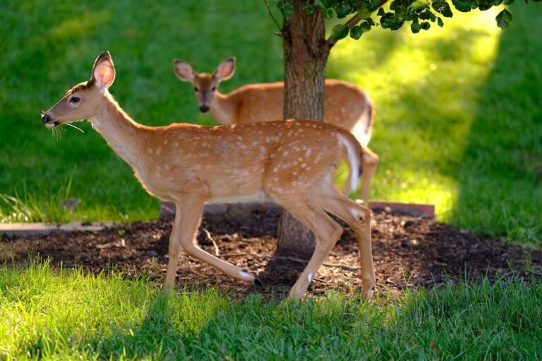 What Is a Male Deer Called? (All 6 Names Explained)