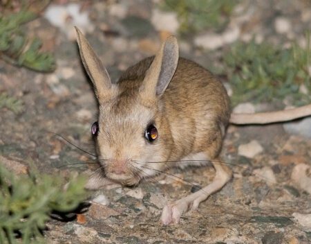 Jerboa: The Adorable Hopping Rodent of the Desert