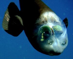 Barreleye Fish: You Won't Believe What's Inside This Fish's Skull