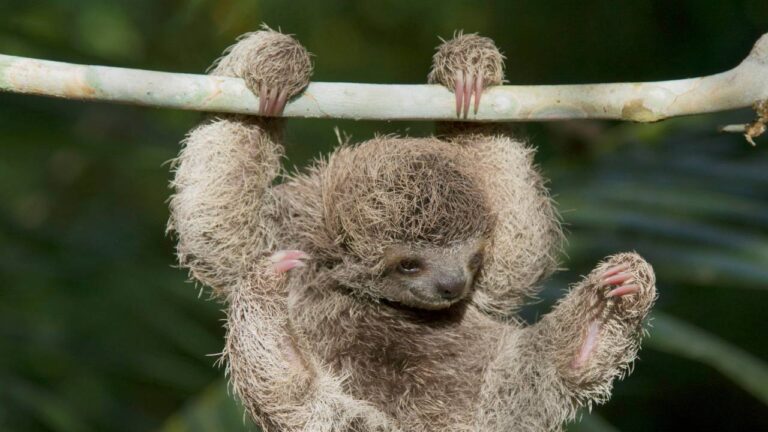 10 Slowest Animals in the World