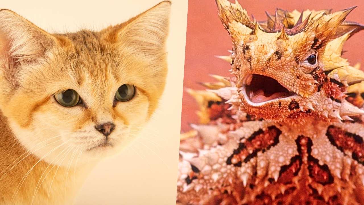 15 Desert Animals That Defy Nature's Thirst