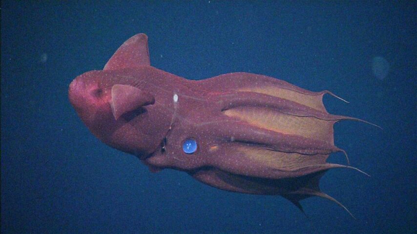 10 Deep Sea Creatures That Look Like Aliens